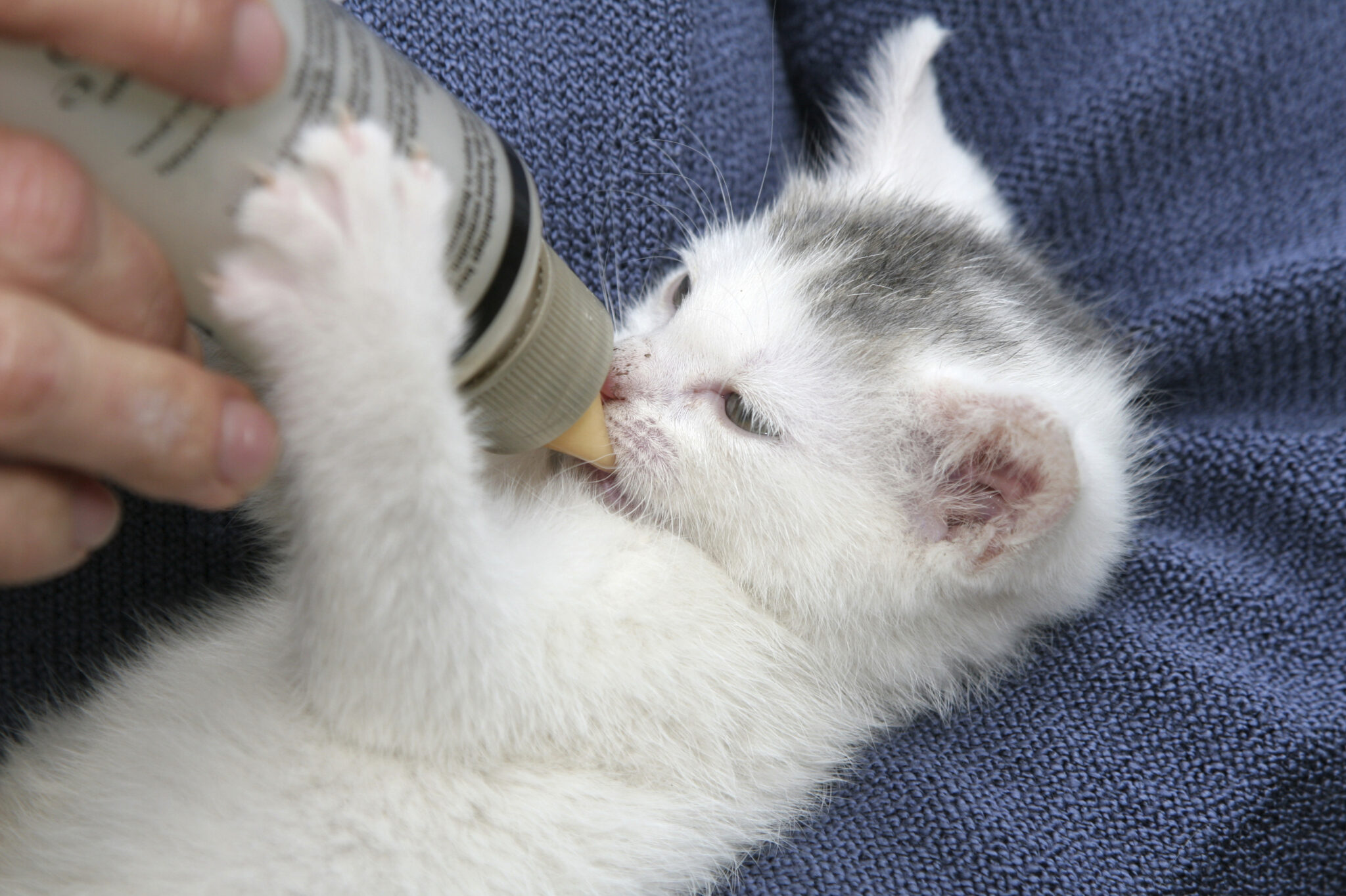 Foster - Capital Area Humane Society